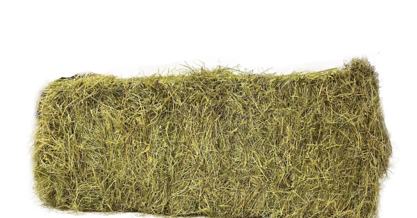 Hay