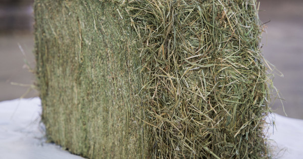 Organic French meadow Hay